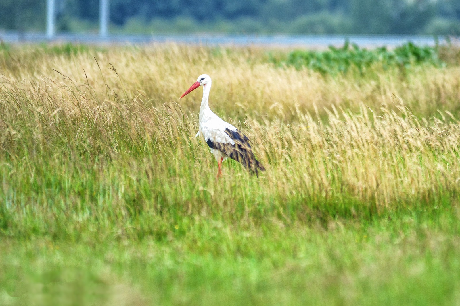 FOTO Obilježavamo Dan roda- ptica koje su simbol očuvanih prirodnih ...