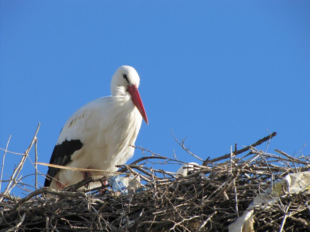 FOTO Obilježavamo Dan roda- ptica koje su simbol očuvanih prirodnih ...