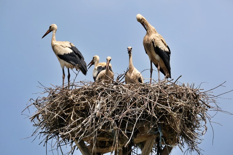 FOTO Obilježavamo Dan roda- ptica koje su simbol očuvanih prirodnih ...