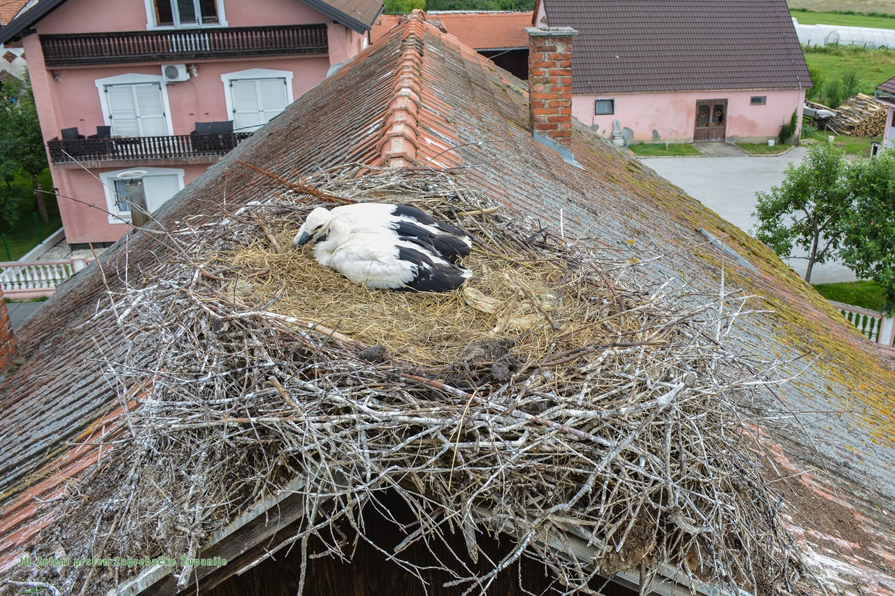 FOTO Obilježavamo Dan roda- ptica koje su simbol očuvanih prirodnih ...