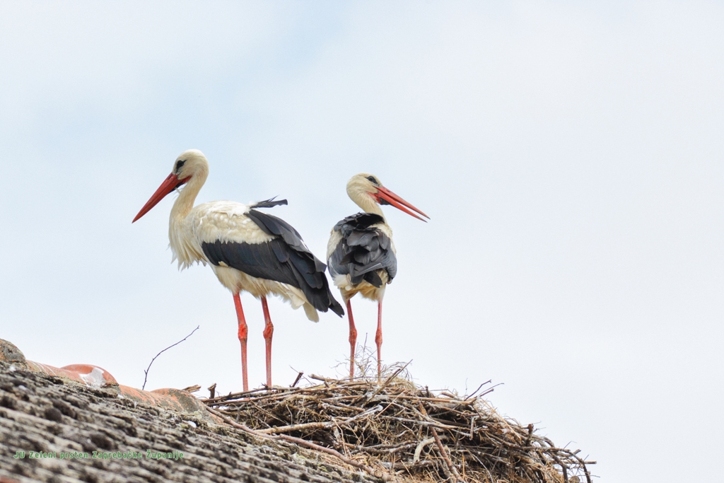 FOTO Obilježavamo Dan roda- ptica koje su simbol očuvanih prirodnih ...